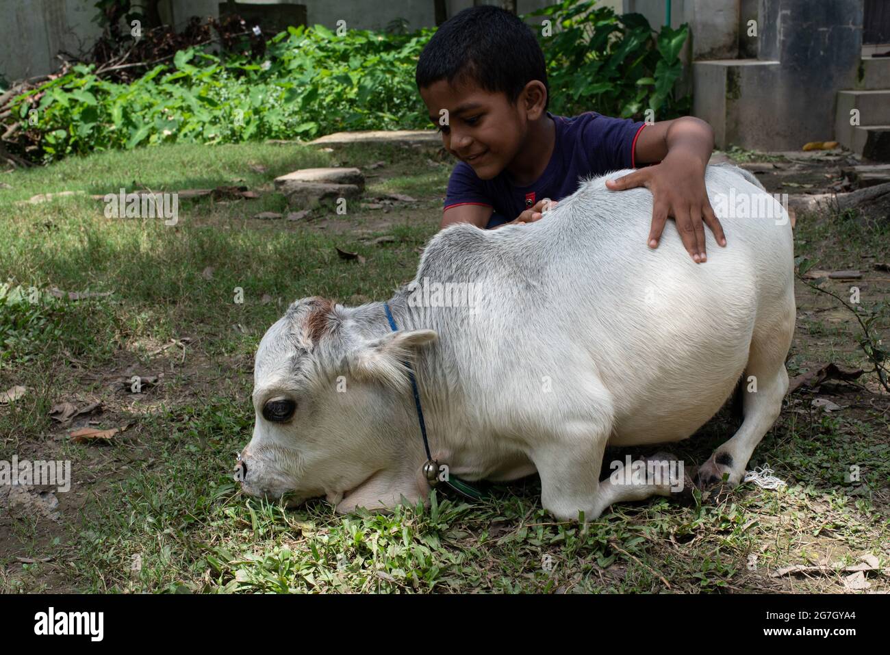 The Smallest Cow In The World