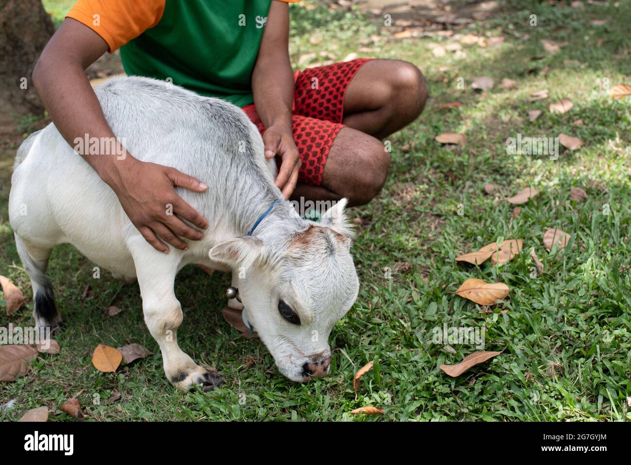 Smallest cow in the world hi-res stock photography and images - Alamy