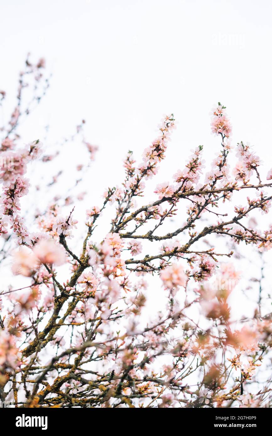 Spring blossom background. Beautiful nature scene with blooming tree ...