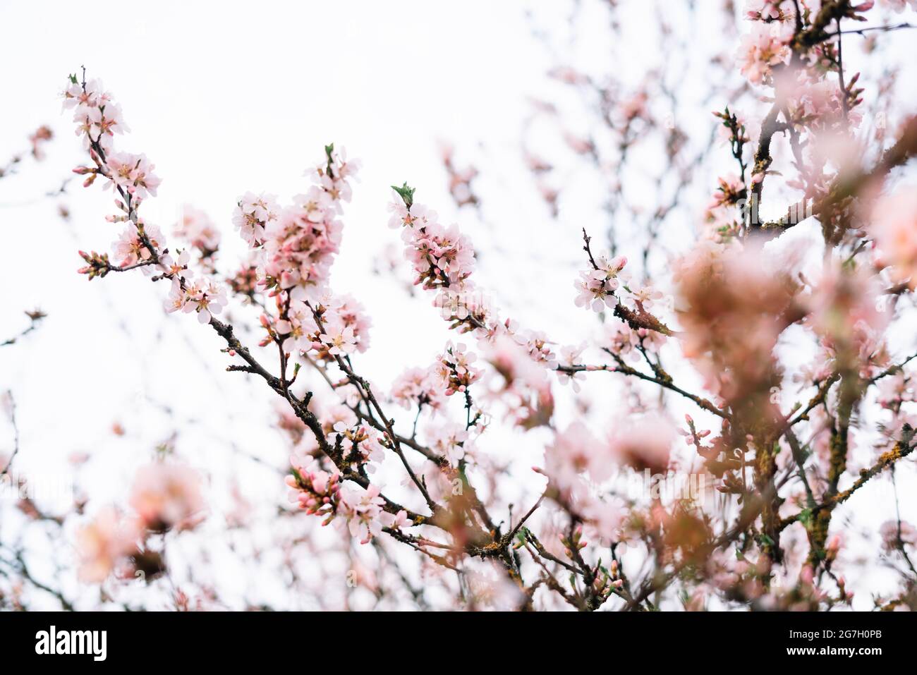 Spring blossom background. Beautiful nature scene with blooming tree ...