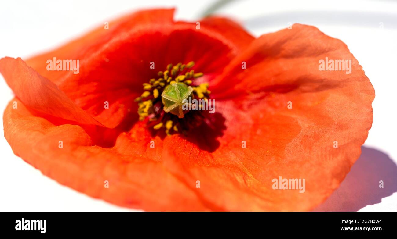 Red poppy close up macro on a white background Stock Photo - Alamy