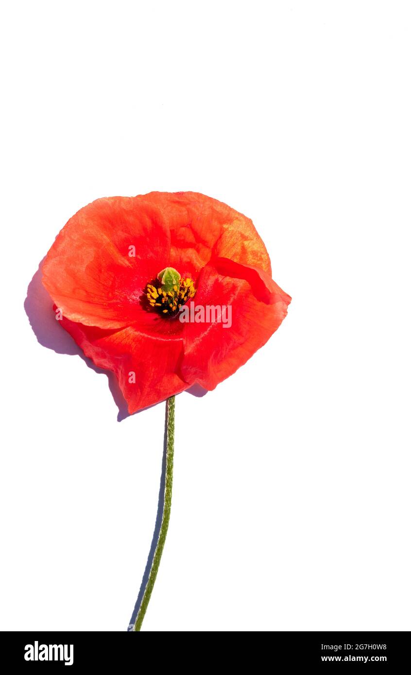 Red poppy isolated on a white background Stock Photo - Alamy