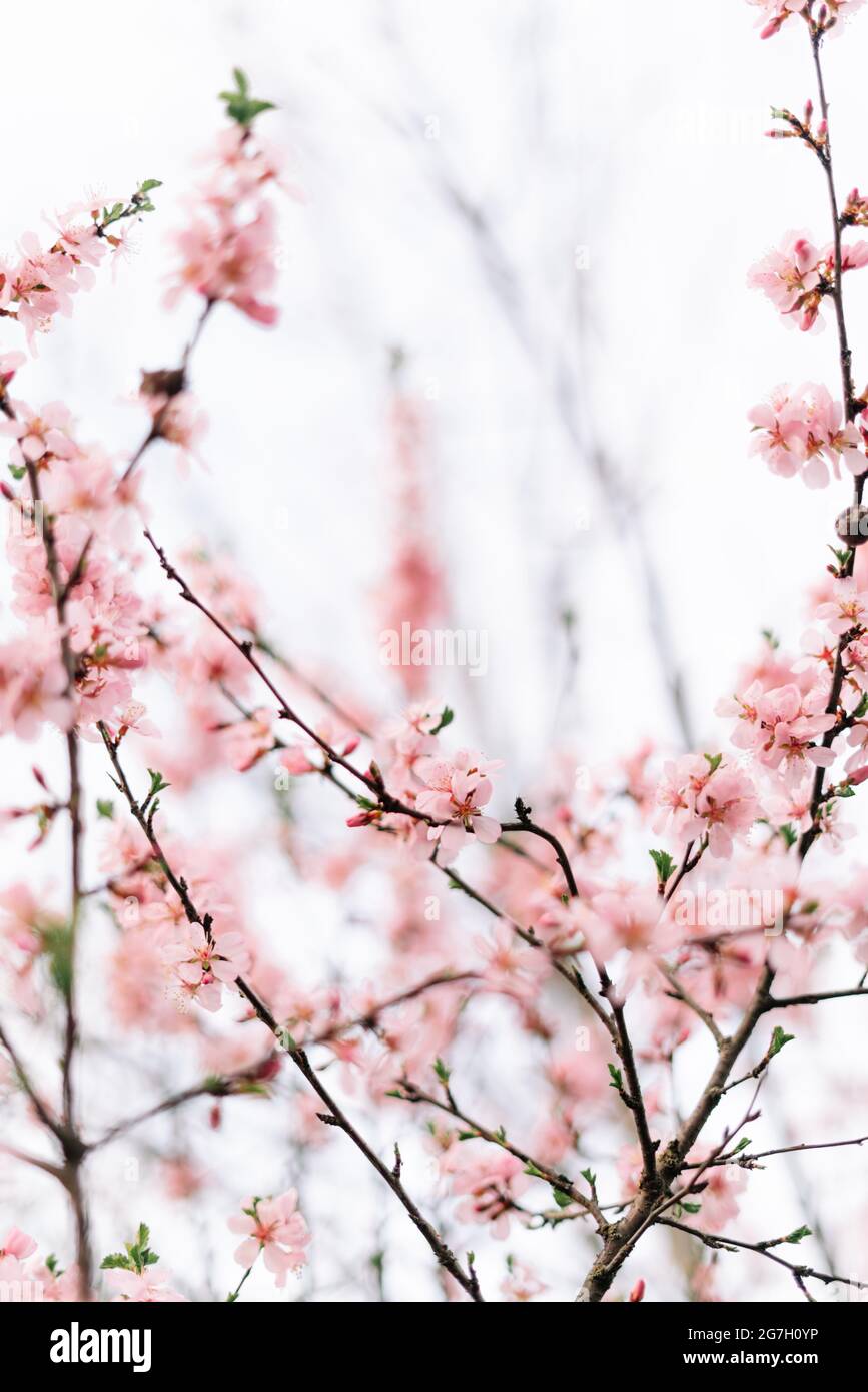 Spring blossom background. Beautiful nature scene with blooming tree ...
