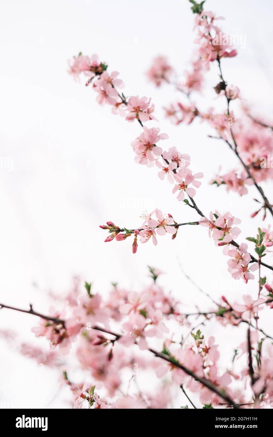 Spring blossom background. Beautiful nature scene with blooming tree ...