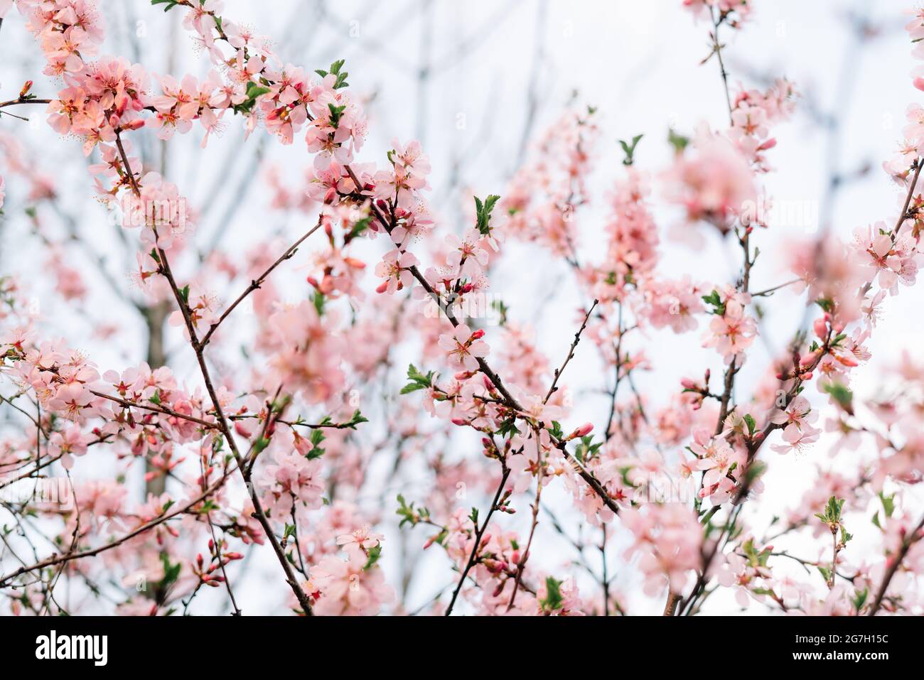 Spring blossom background. Beautiful nature scene with blooming tree ...