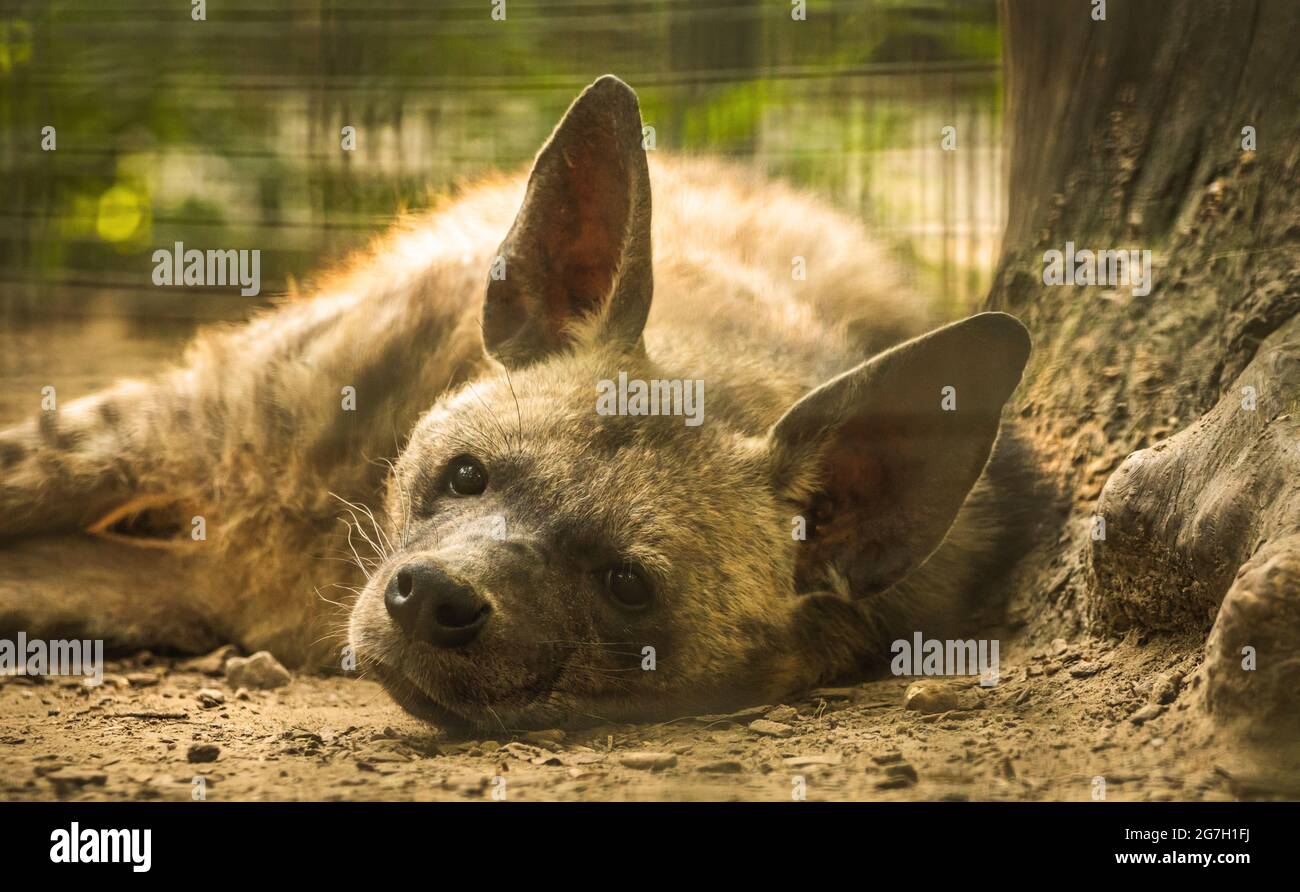 Spotted Hyena is resting and sleeping on the ground close to the tree ...