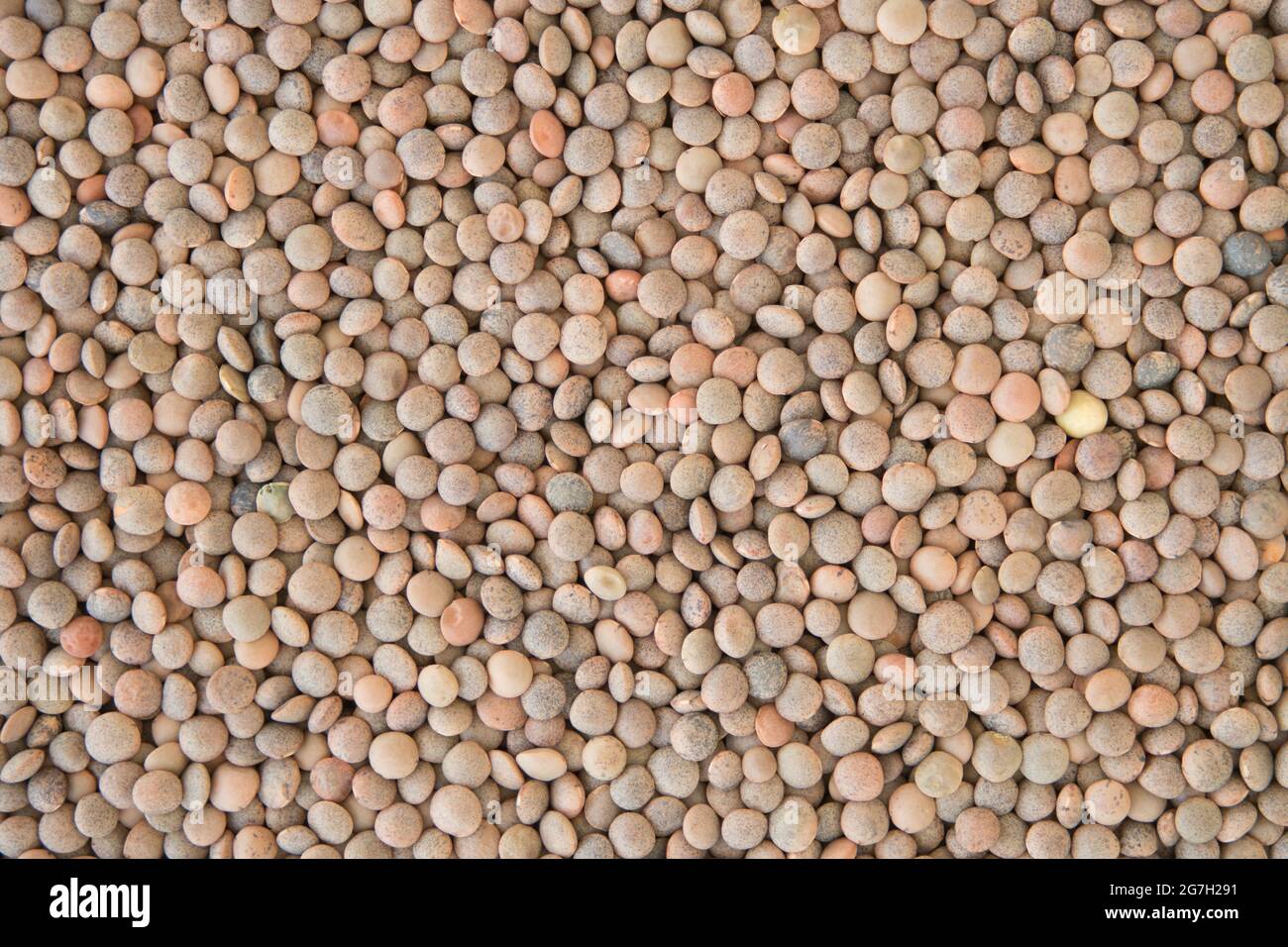 Lens shaped seeds hi-res stock photography and images - Alamy