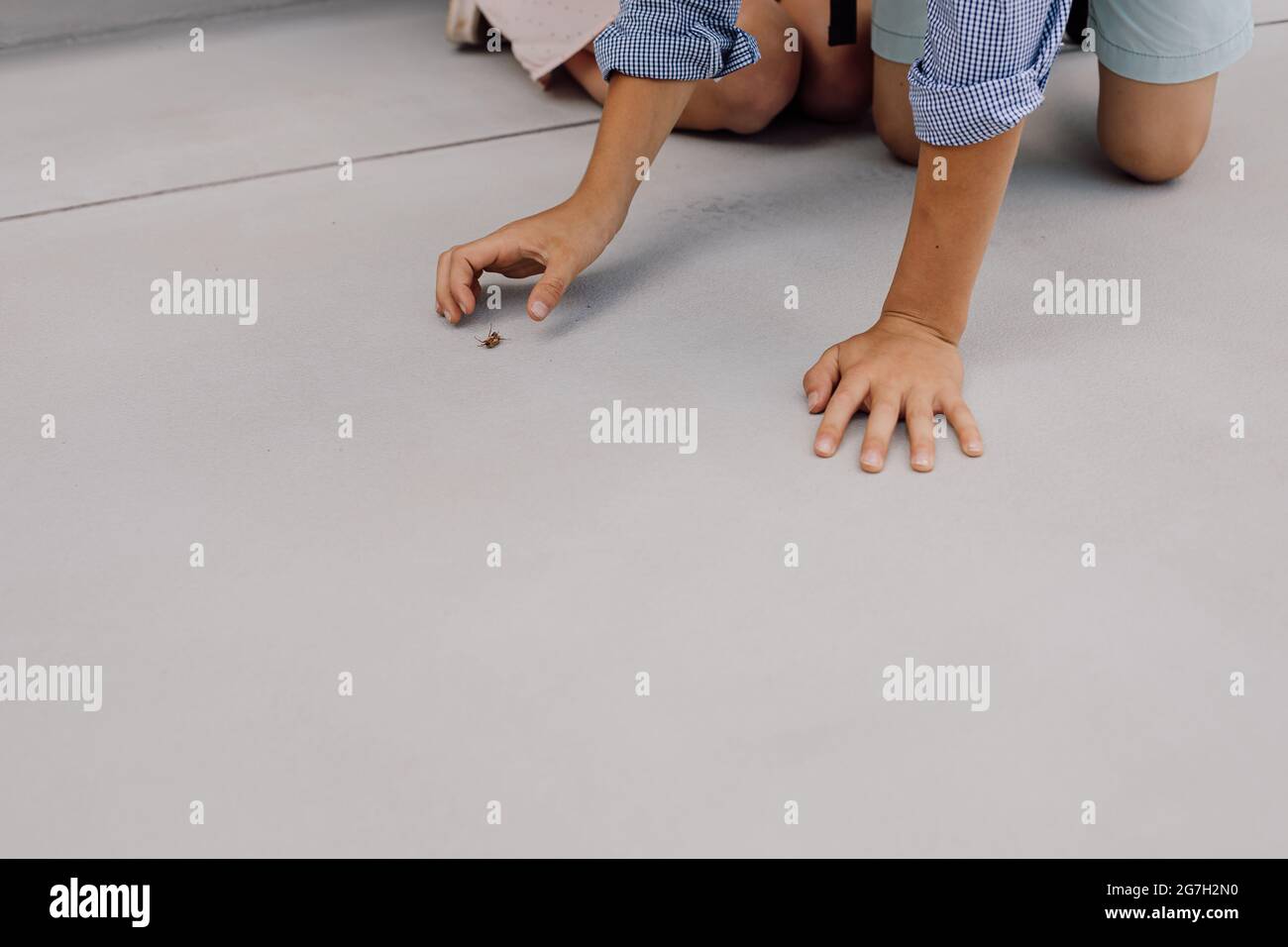hands of boy catching bug that crawls on concrete floor Stock Photo - Alamy