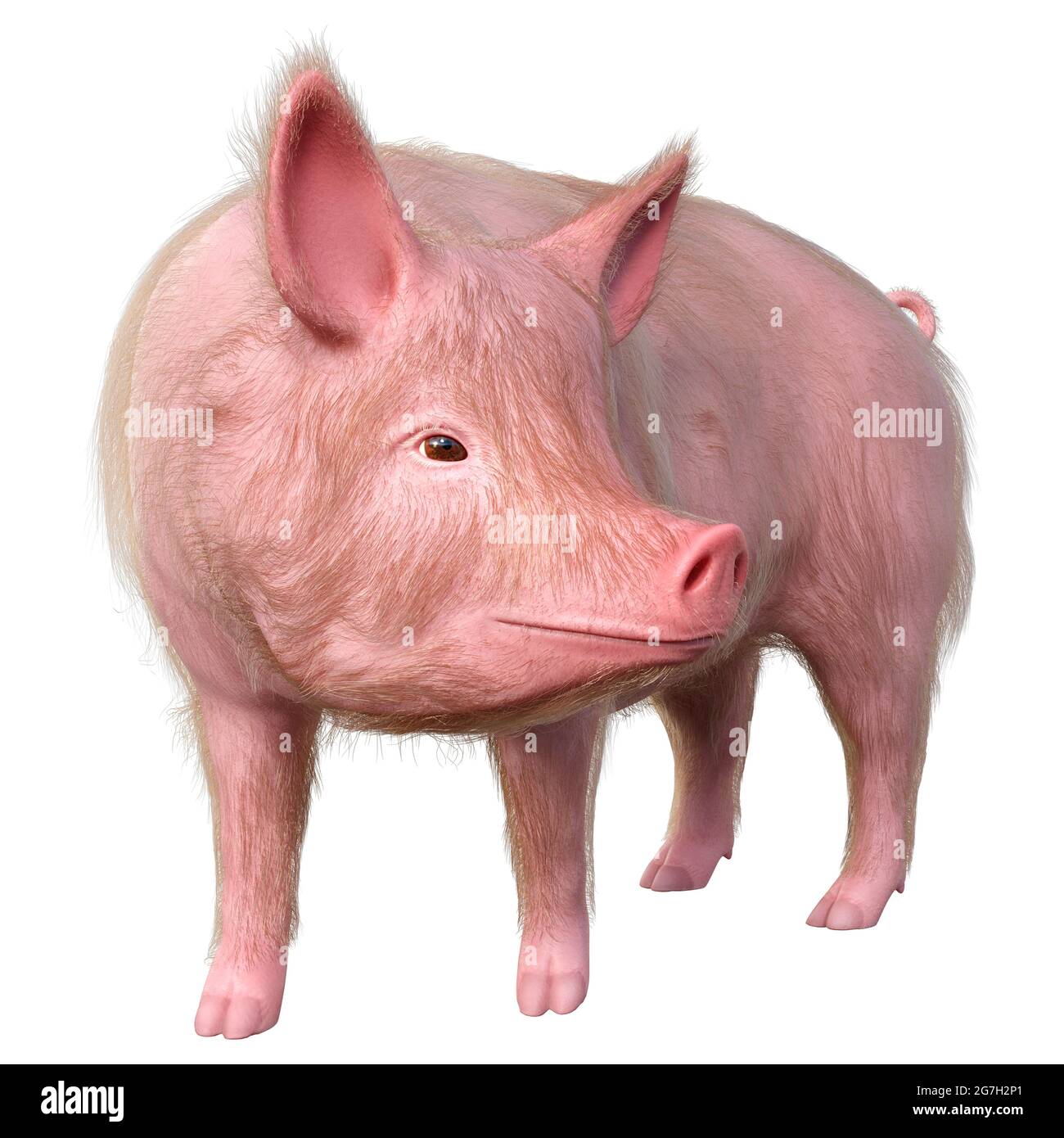 3D rendering of a pig isolated on white background Stock Photo - Alamy