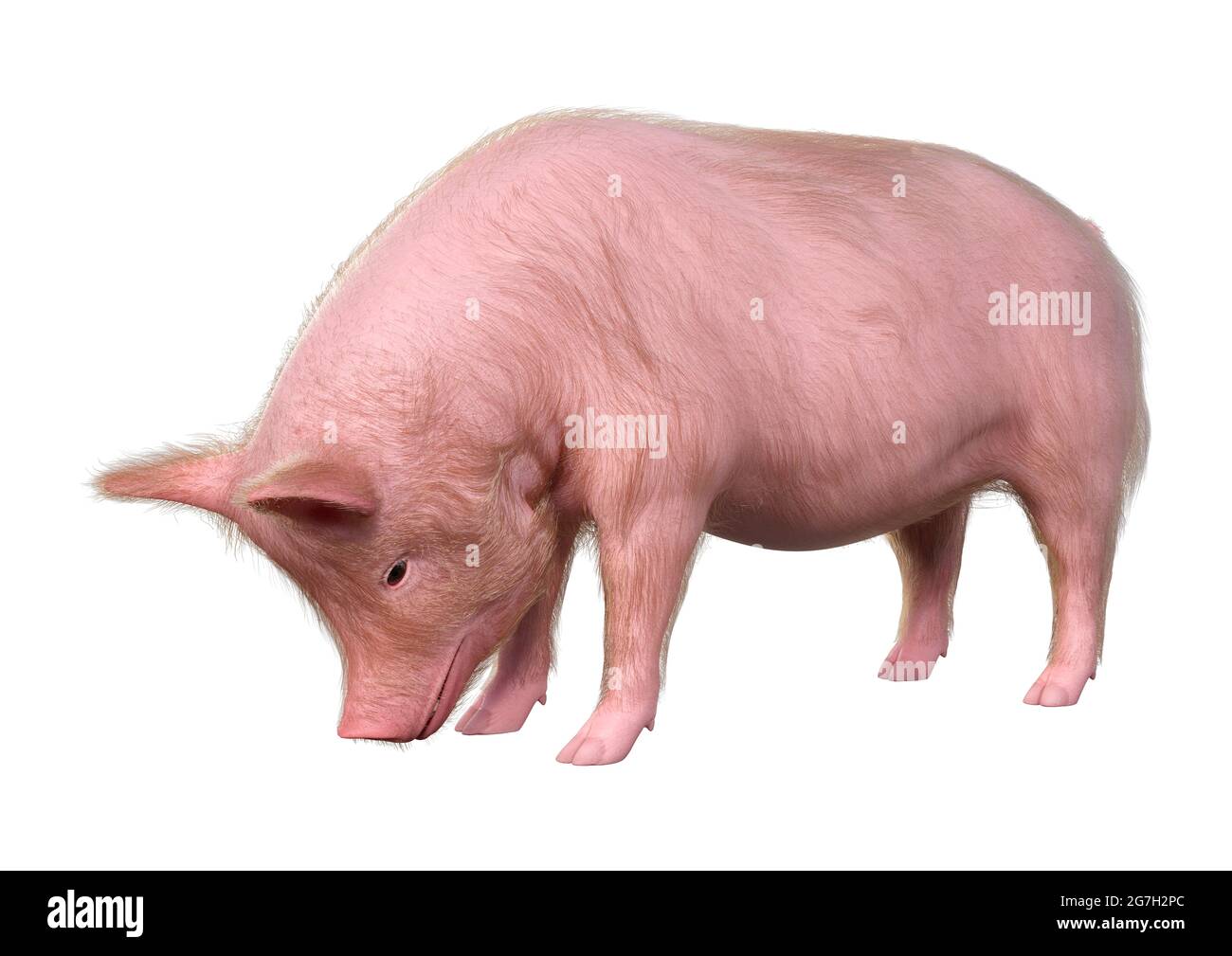 3D rendering of a pig isolated on white background Stock Photo - Alamy