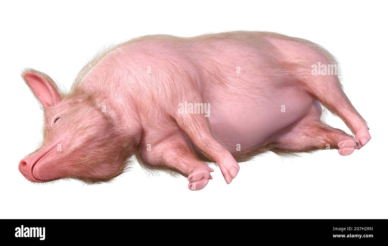 3D rendering of a pig isolated on white background Stock Photo - Alamy