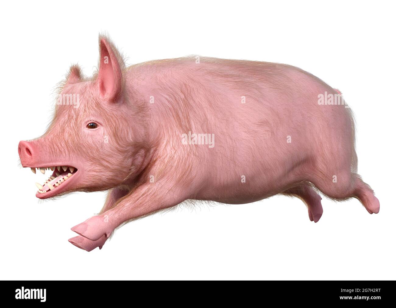 3D rendering of a pig isolated on white background Stock Photo - Alamy
