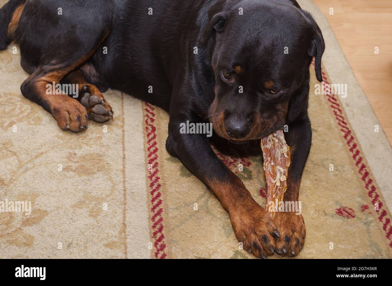 Black dog is lying on carpet and chewing treat. Rottweiler is biting ...