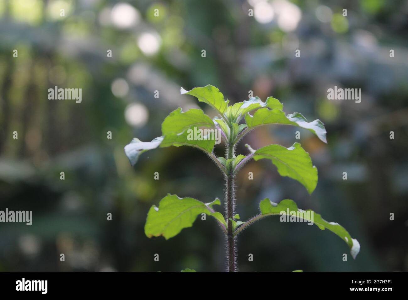 Kerala tulasi hi-res stock photography and images - Alamy