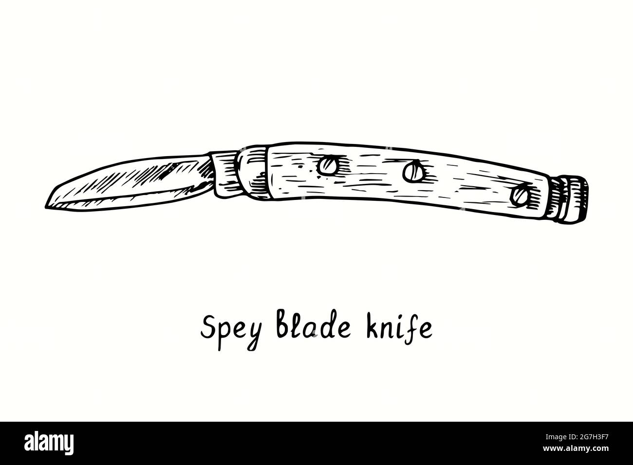 Spey blade knife type. Ink black and white drawing outline illustration ...
