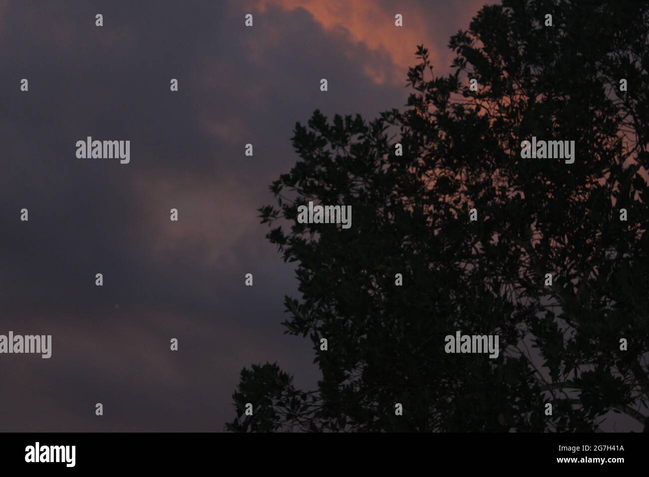 evening sky and tree Stock Photo - Alamy