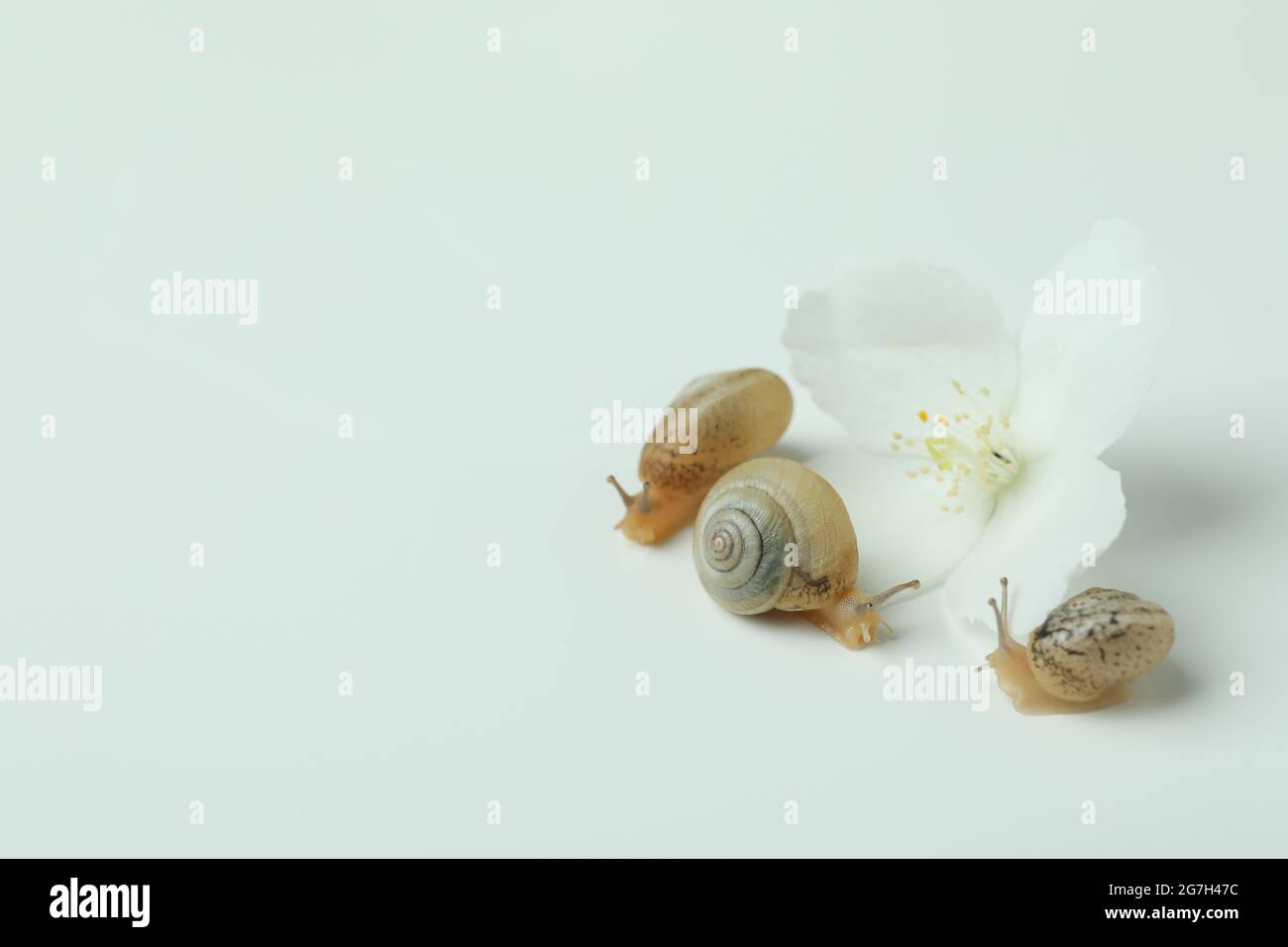 Snails with shell and flower on white background Stock Photo - Alamy