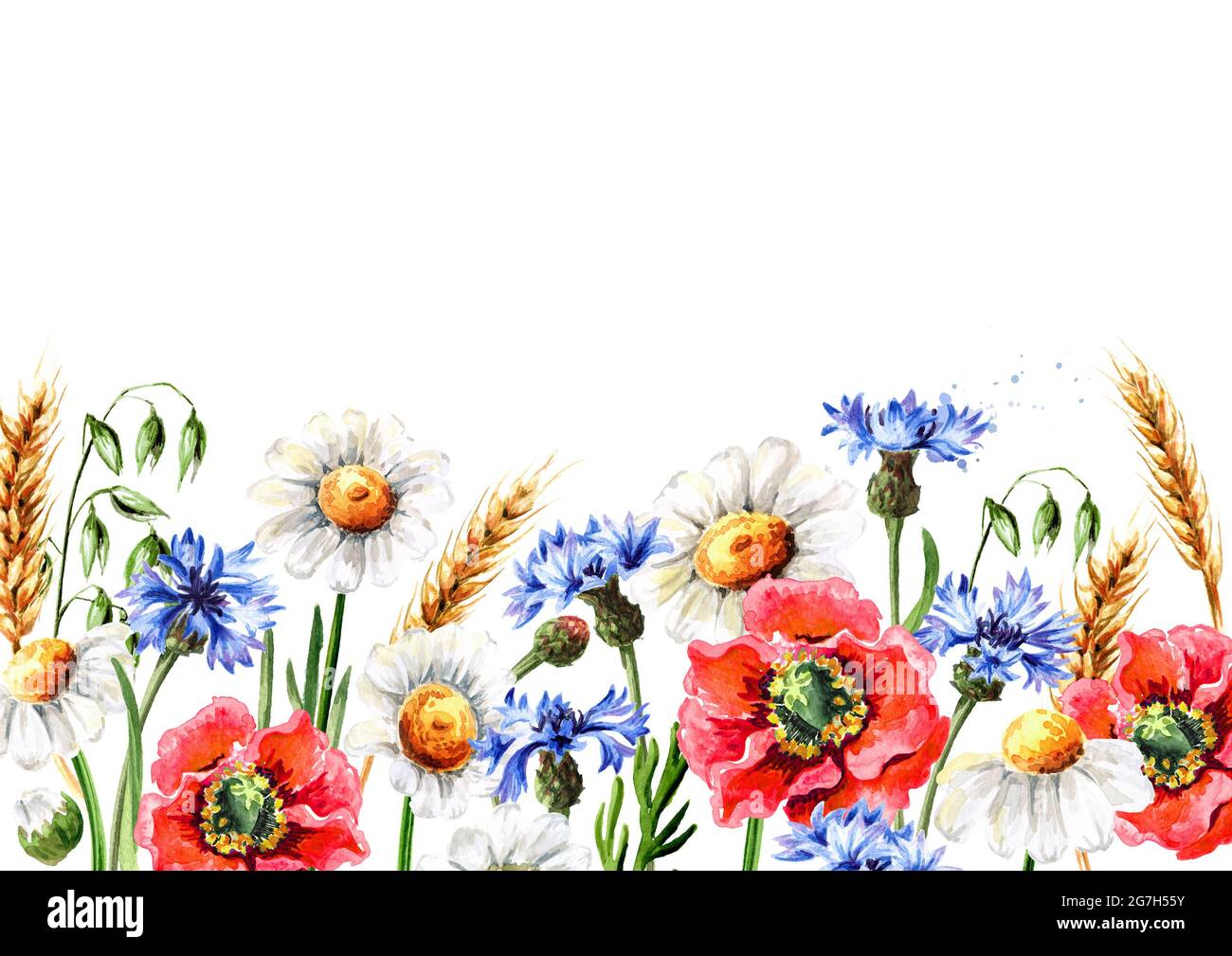 Wild meadow flowers poppies, cornflowers, daisies, chamomile and ears ...