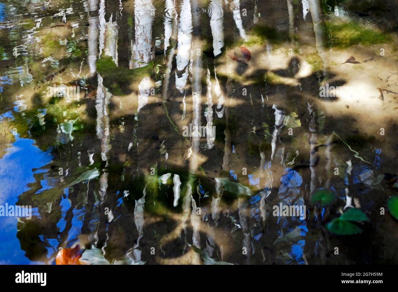 Tree trunks reflected in water, Rio de Janeiro, Brazil Stock Photo - Alamy