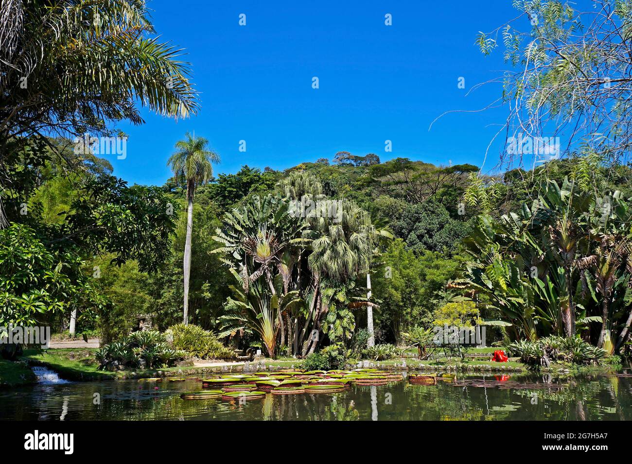 Panoramic park view with tropical vegetation, Rio, Brazil Stock Photo ...