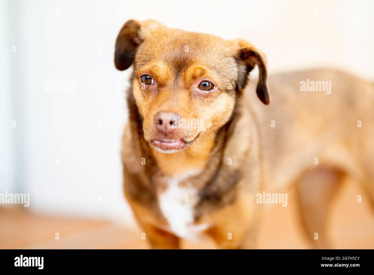 Shallow depth of field portrait of an autonomous breed dog. "Rater ...