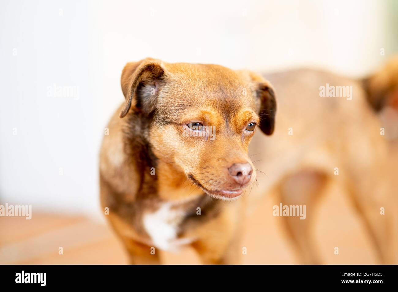 Shallow depth of field portrait of an autonomous breed dog. "Rater ...