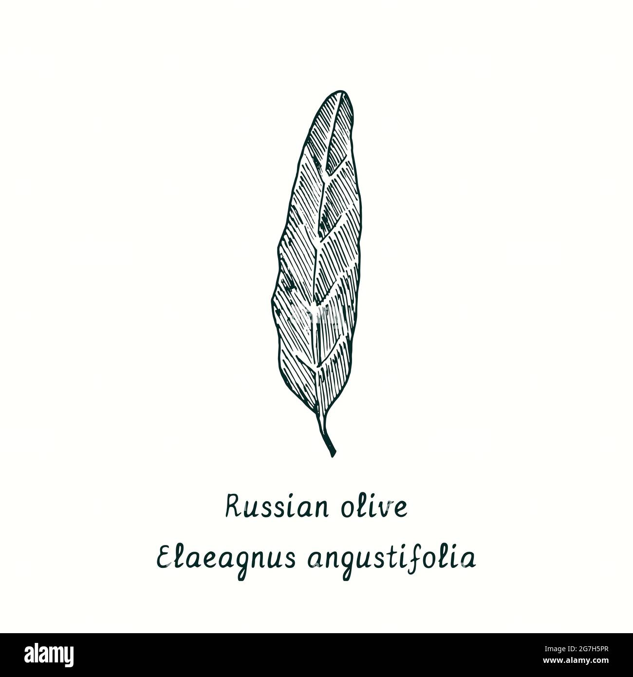 Russian olive tree hi-res stock photography and images - Alamy