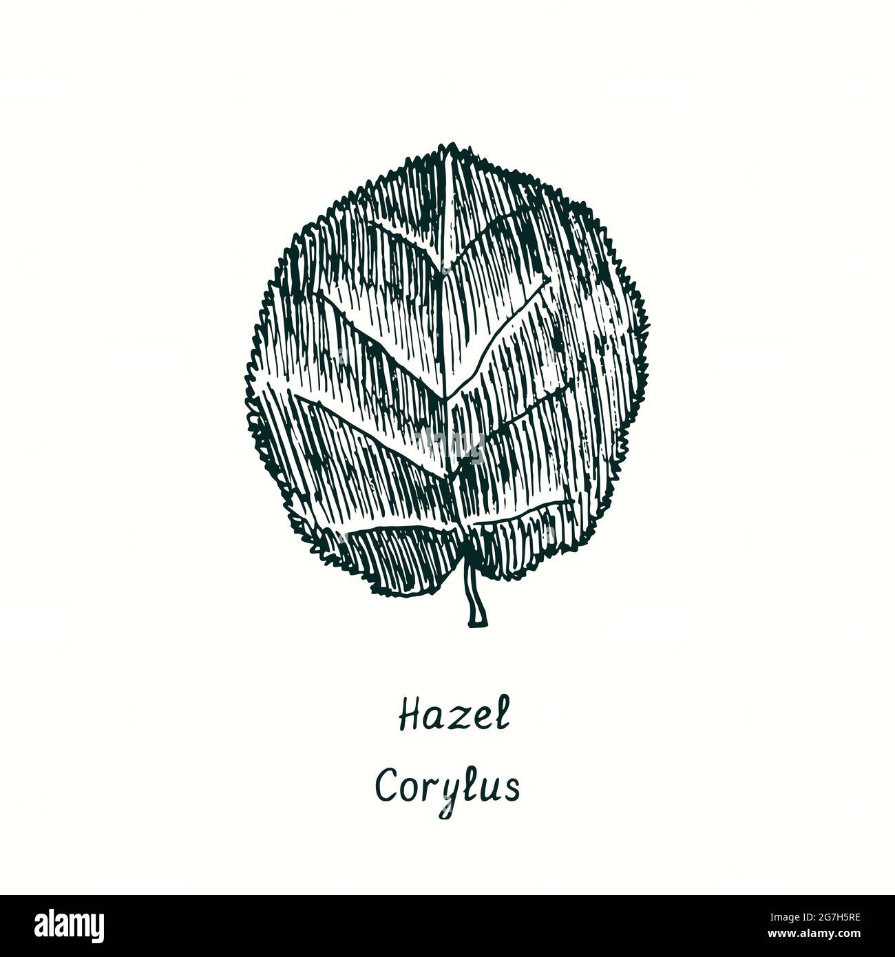 Hazel (Corylus) leaf. Ink black and white doodle drawing in woodcut ...