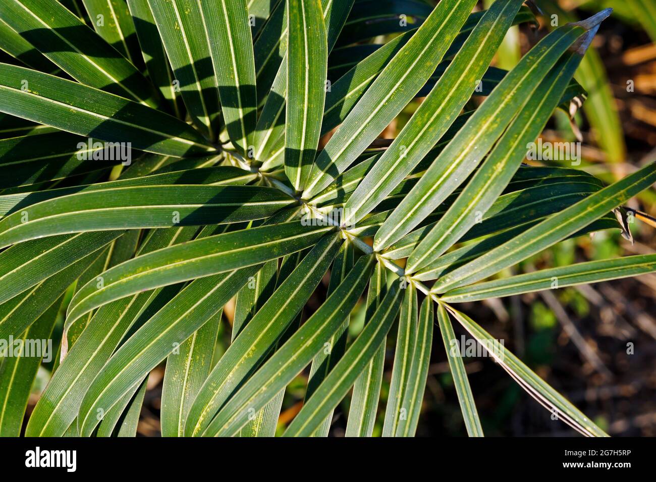 Seashore palm leaf (Allagoptera arenaria), Rio de Janeiro Stock Photo ...