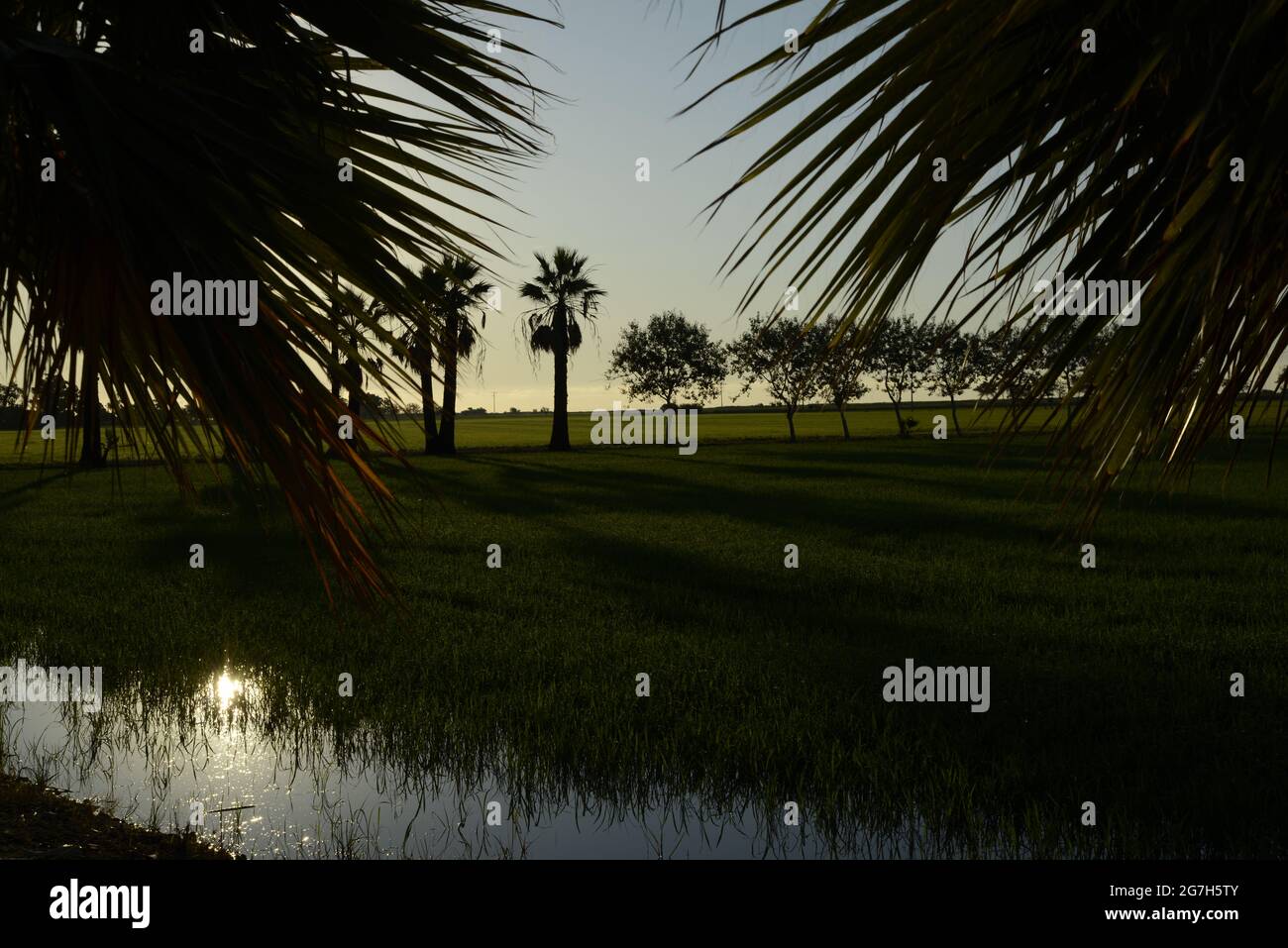 Rice fields ebro delta tarragona hi-res stock photography and images ...