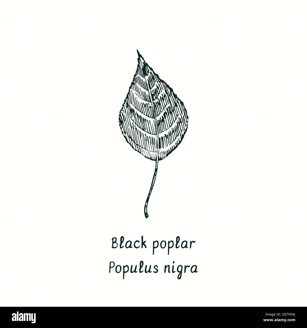 Black poplar (Populus nigra) leaf. Ink black and white doodle drawing ...