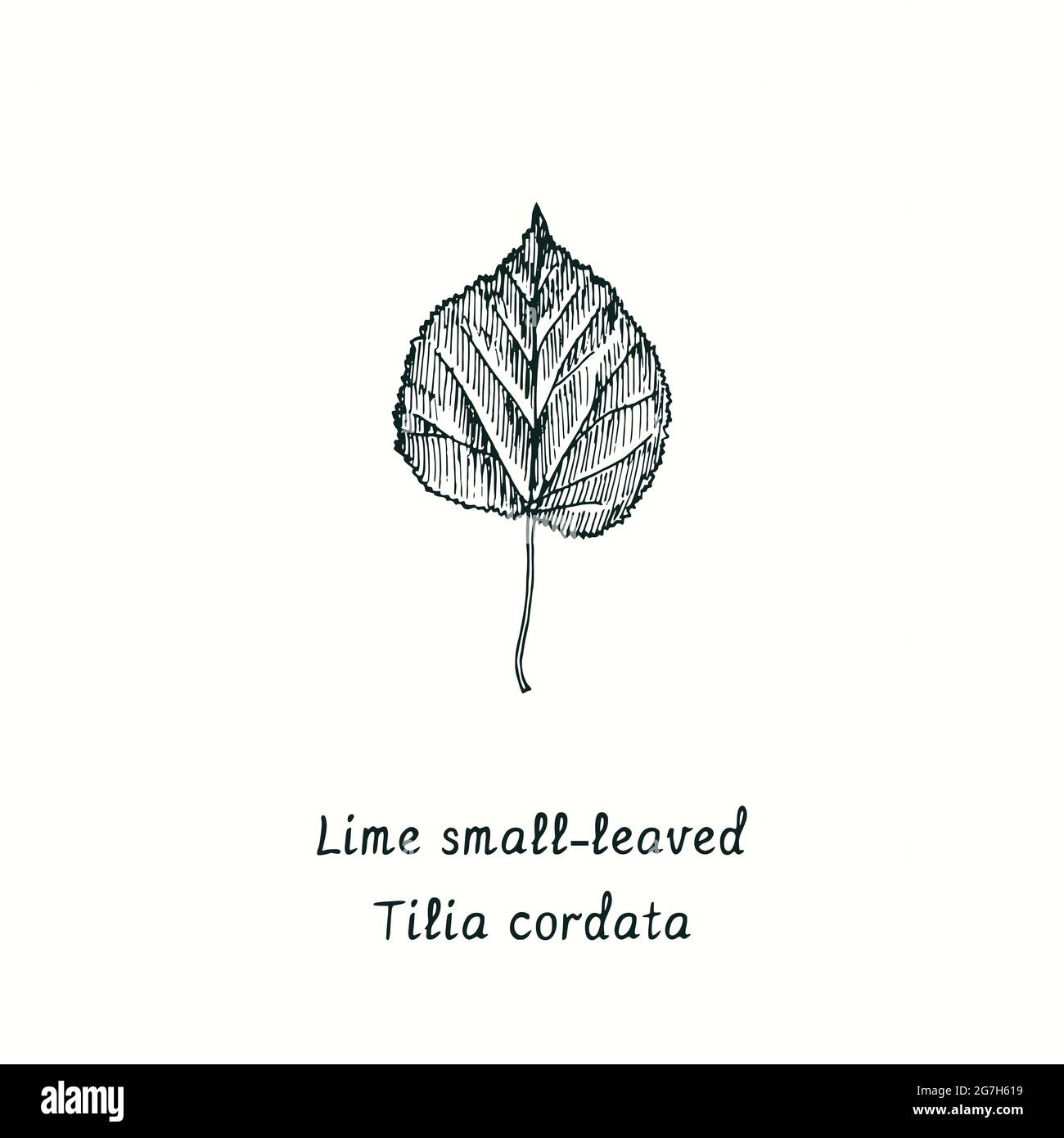 Lime small-leaved (Tilia cordata) leaf. Ink black and white doodle ...