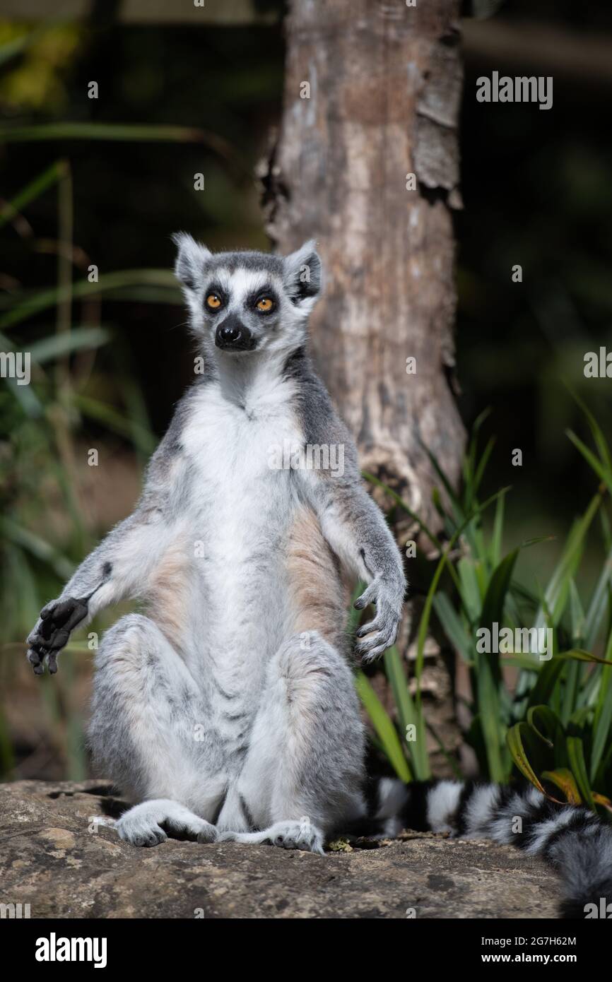 Bristol Zoo, Bristol, UK. 22nd April 2021. A sun worshipping ring ...