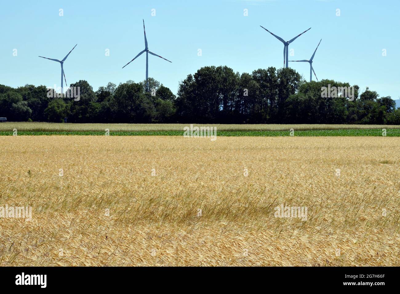 Austria, field with mature rye and wind turbines Stock Photo - Alamy