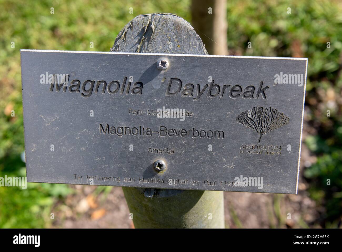 Close Up Magnolia Daybreak Tree Sign At Amsterdam The Netherlands 7-4 ...