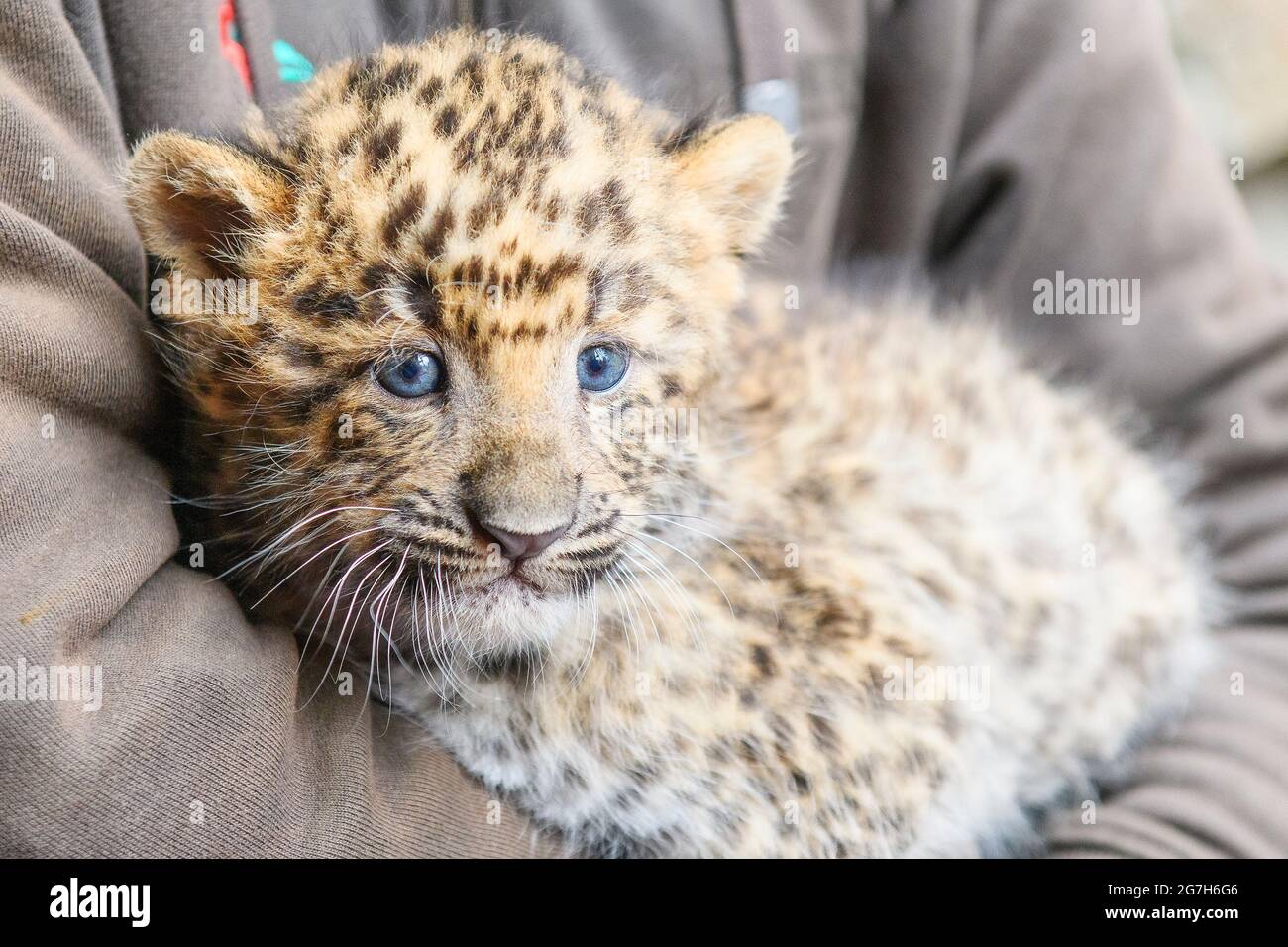 Baby North Chinese Leopard