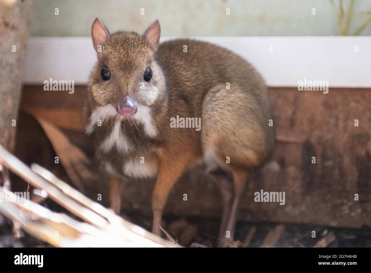 Lesser malayan mouse deer hi-res stock photography and images - Alamy