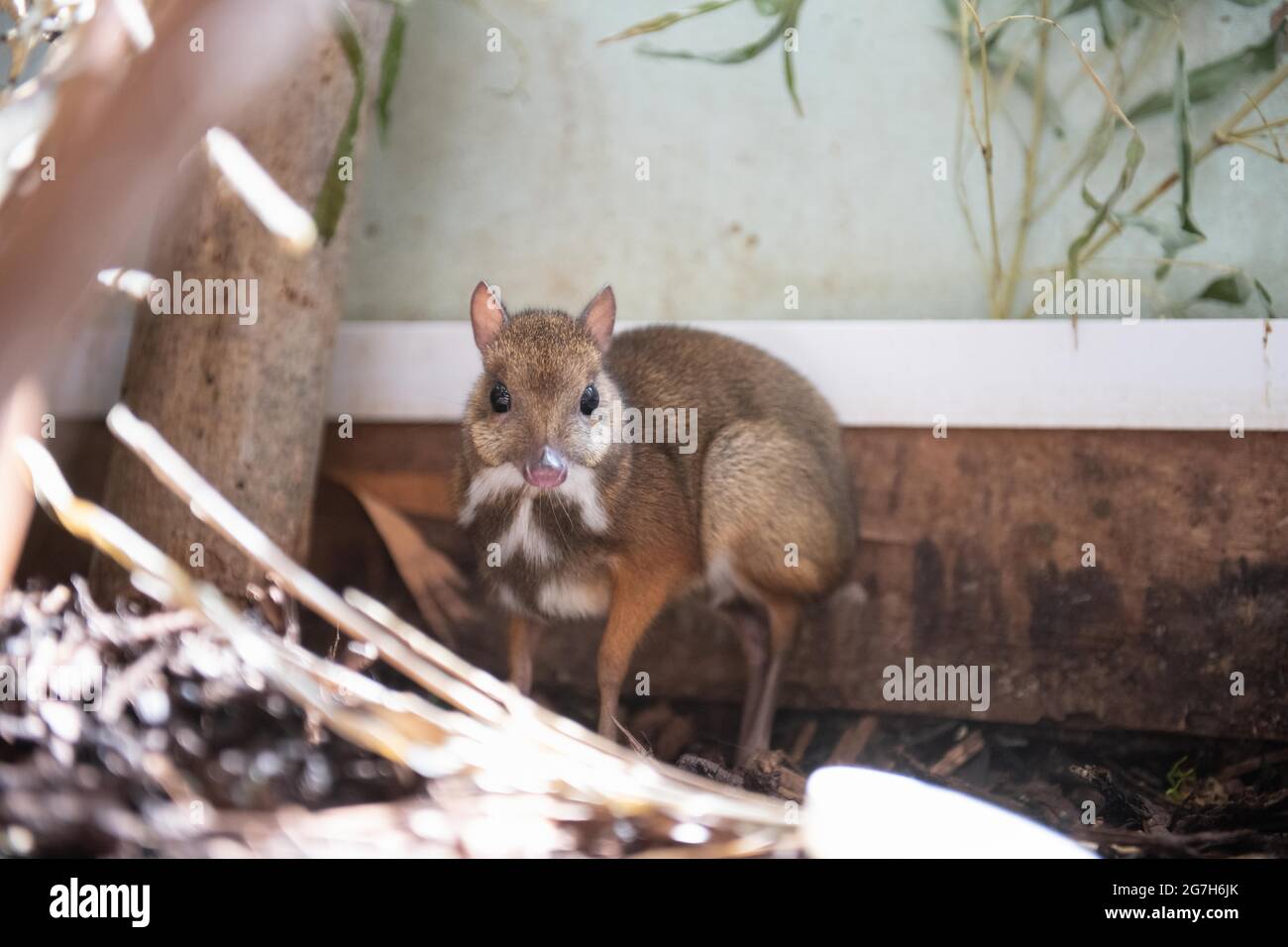 Lesser malayan mouse deer hi-res stock photography and images - Alamy