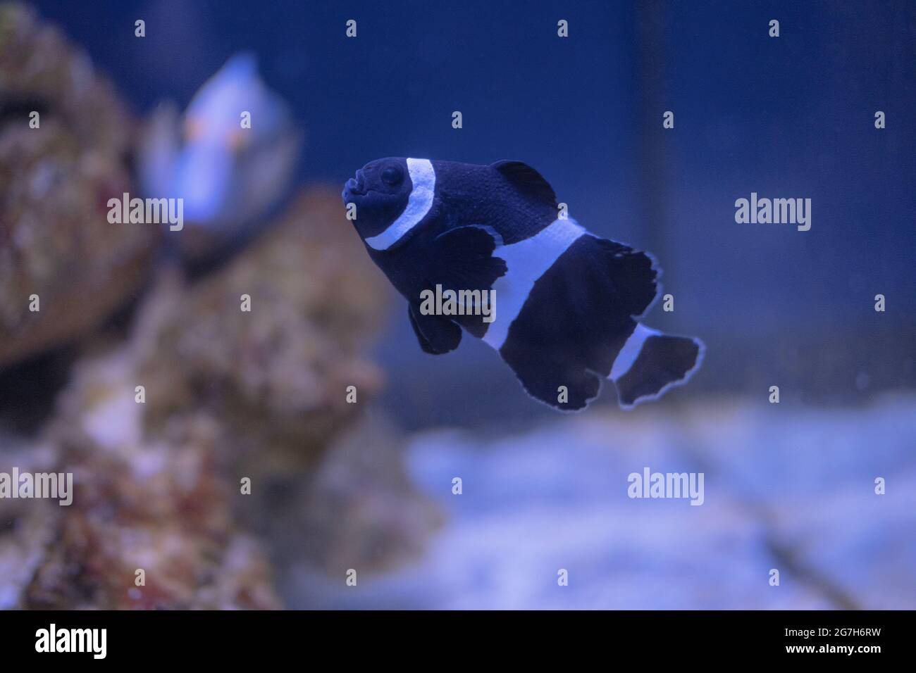 New caledonia fish hi-res stock photography and images - Alamy
