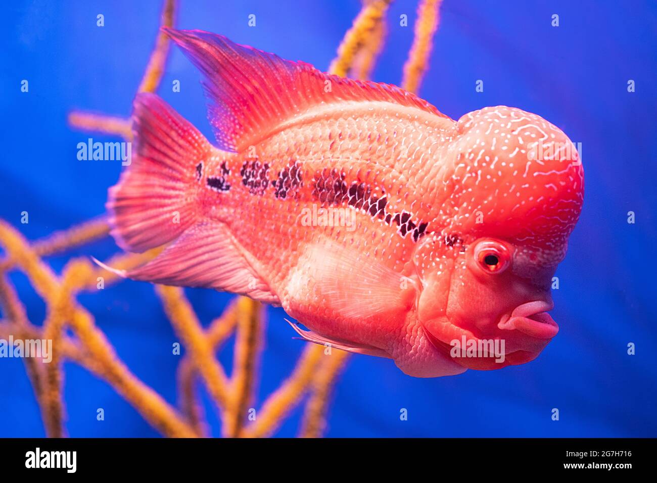 Flower horn fish against the background of corals in the aquarium ...