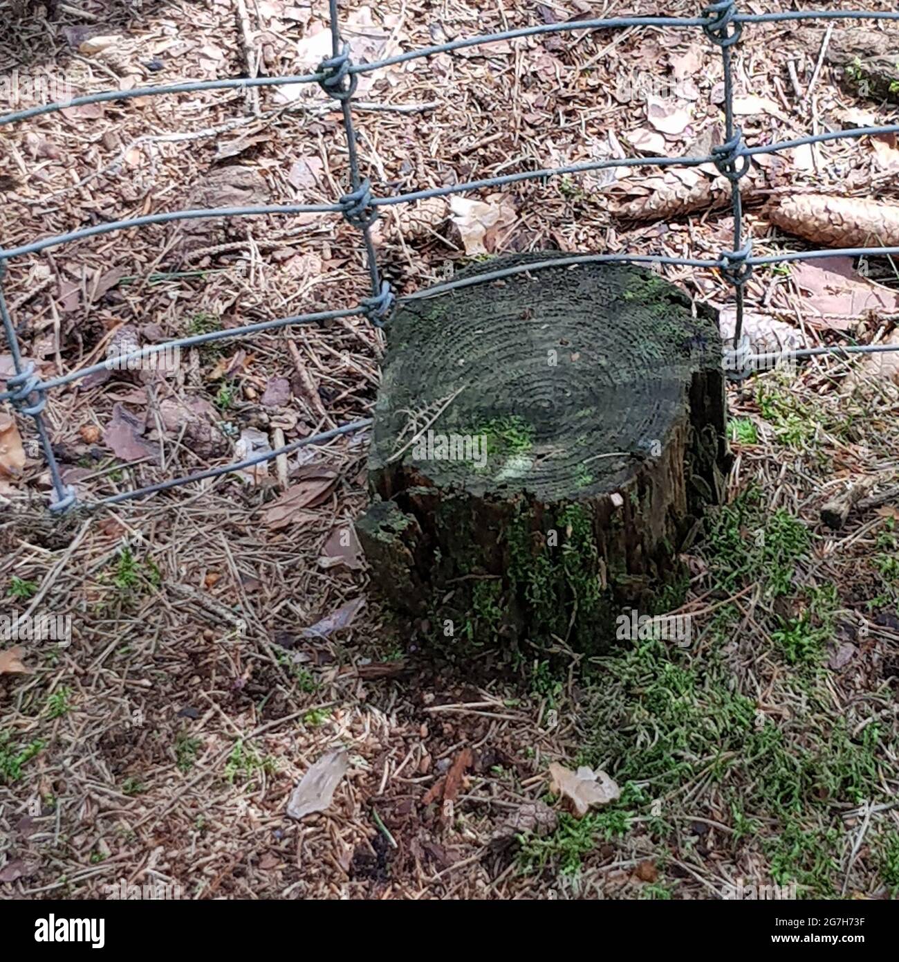tree stump during a walk in the forest in summer Stock Photo - Alamy