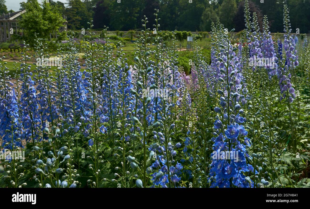 Stunning display of colourful Delphiniums in the gardens of Floors ...