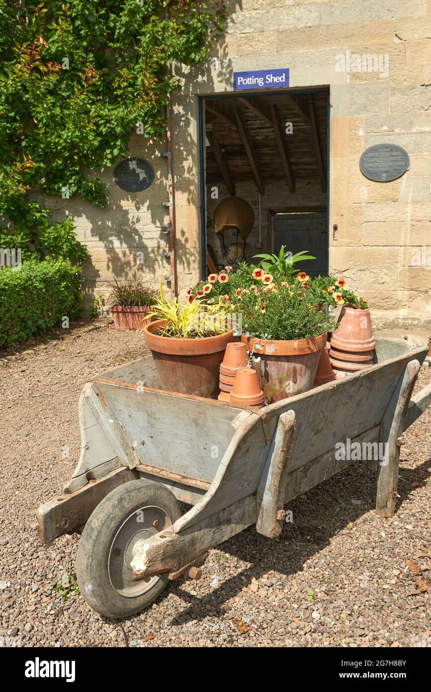 Wheelbarrow with colourful flower display outside a potting shed at ...
