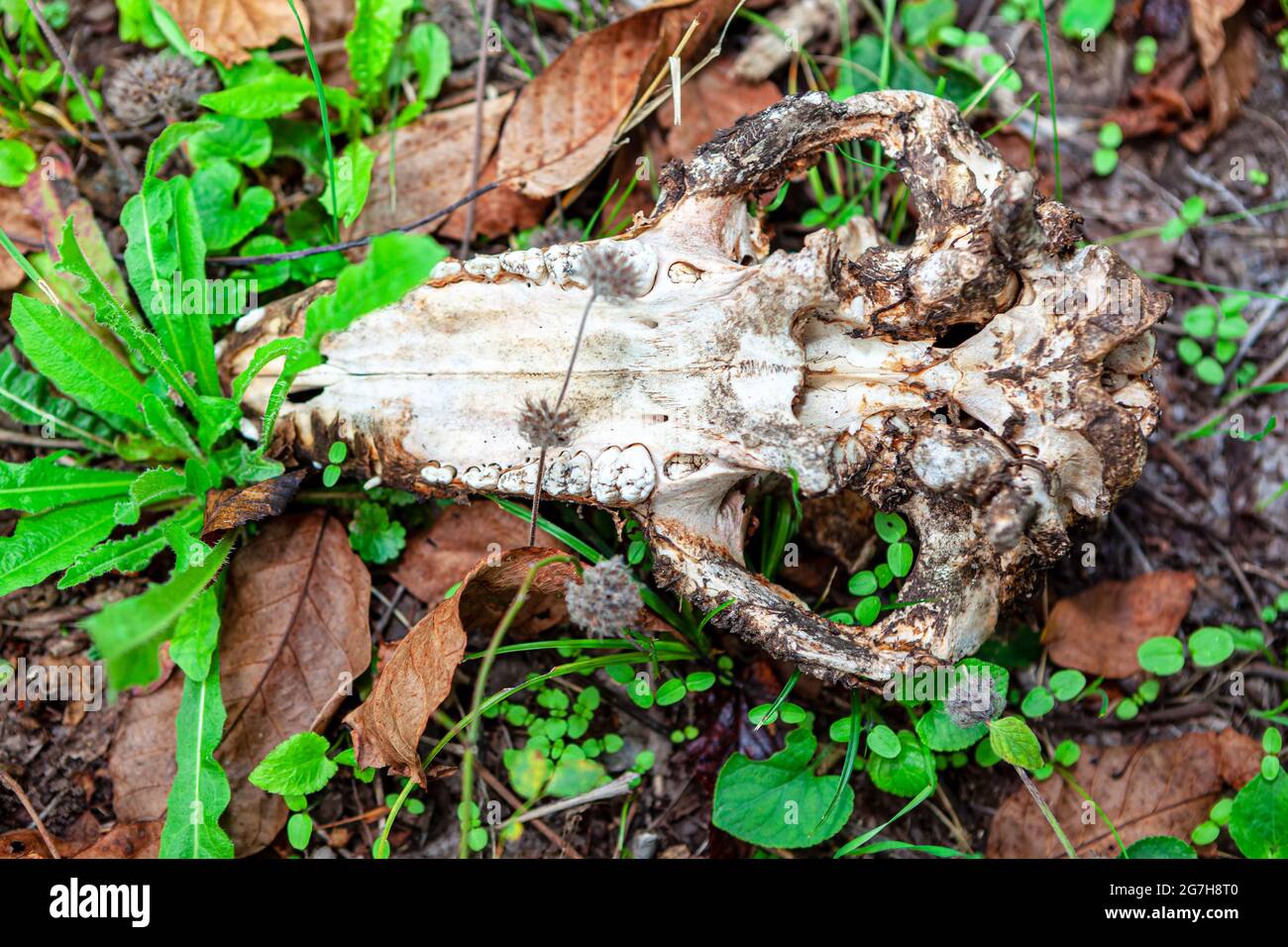 Wild animal skull on the ground in forest Stock Photo - Alamy