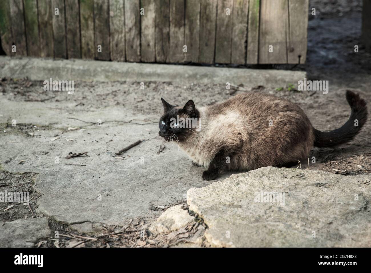 Siamese cat on the street in the village. Old tramp Stock Photo - Alamy