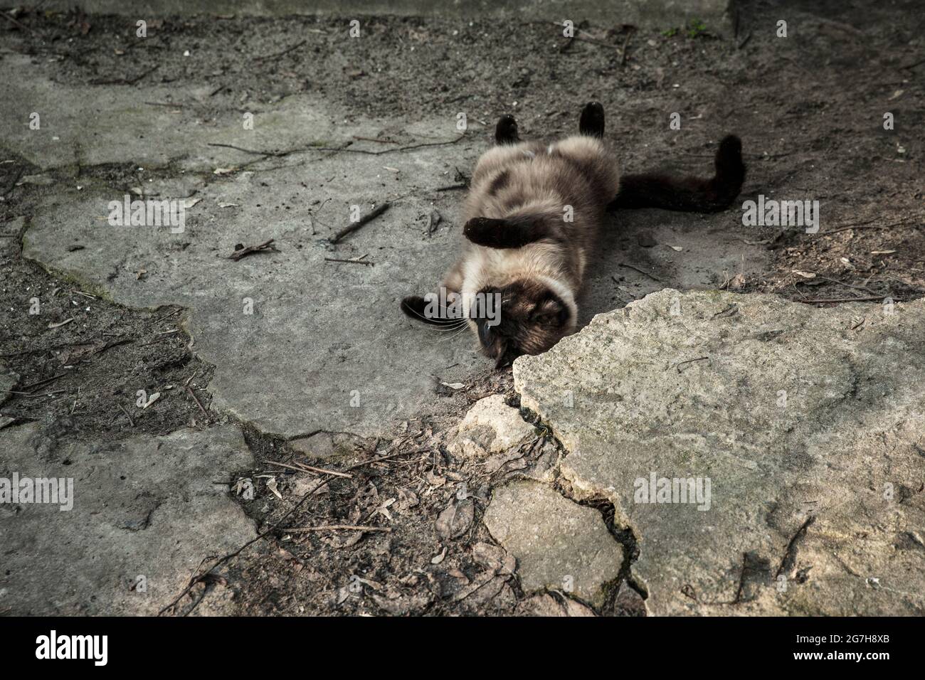Siamese cat on the street in the village. Old tramp Stock Photo - Alamy