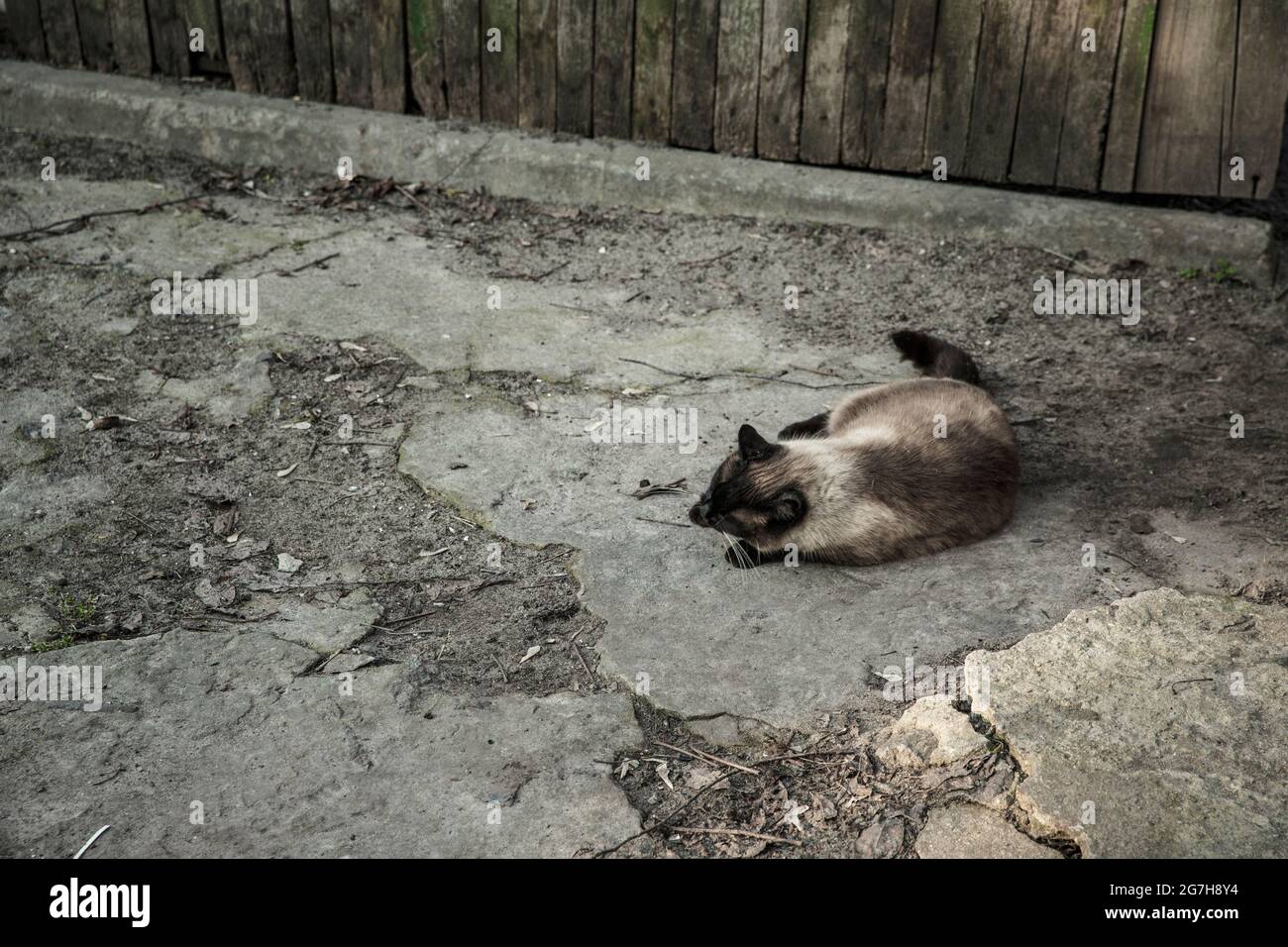 Siamese cat on the street in the village. Old tramp Stock Photo - Alamy