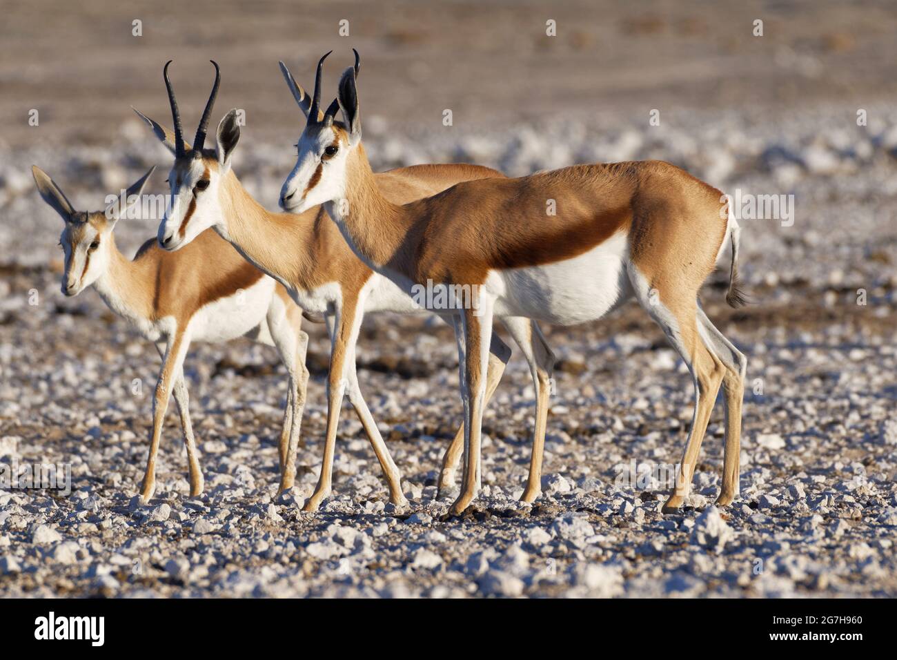 Group with female and young animals hi-res stock photography and images ...