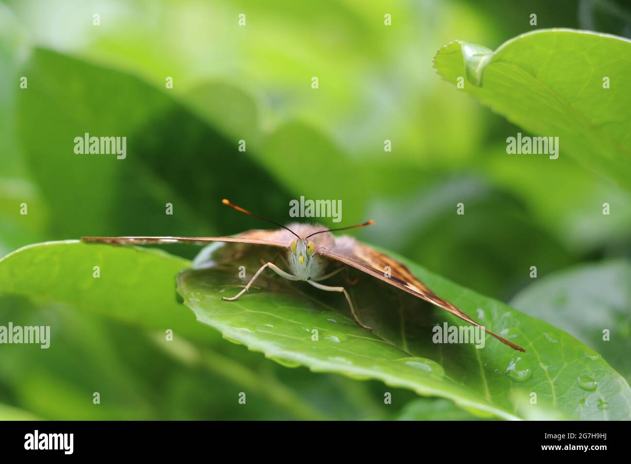 female lesser purple emperor butterfly sitting with open wings on a ...