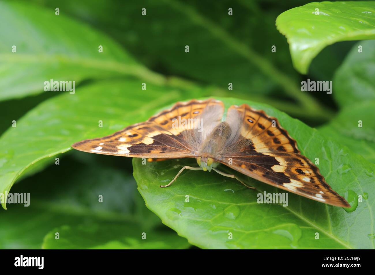 Purple emperor butterfly isolated hi-res stock photography and images ...